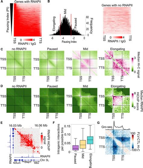 Pausing Index Correlates With Frequency Of Intra Genic Interactions A Download Scientific