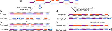 Figure 2 From Genome Assembly In The Telomere To Telomere Era Semantic Scholar