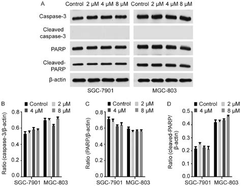 Apoptosis Associated Protein Expression Levels In Gc Cells Following