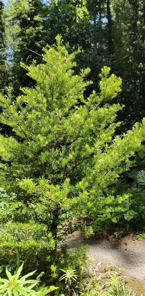 Podocarpus Macrophyllus Trees And Shrubs Online Podocarpus Macrophyllus Trees And Shrubs Online
