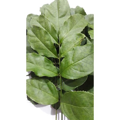 Folhas De Akoko Fresca Shopee Brasil