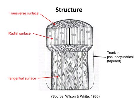 Wood Anatomy And Structure Wood And Its Products Pdf