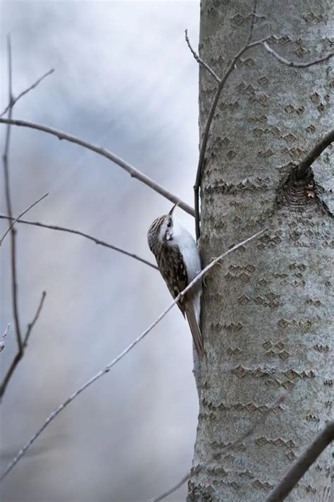 Types Of Birds In Illinois Discovering Feathered Wonders Birds E Pedia