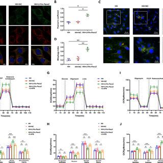 PACS2 Supplementation Alleviated Impaired Mitophagy And Mitochondrial Download Scientific