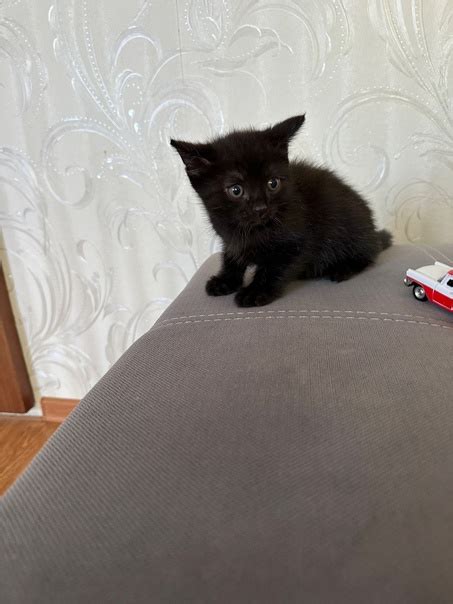 Отдам котенка к лотку приучен кушает все Омутинские объявления ВКонтакте