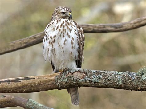 Juvenile Red Shouldered Hawk