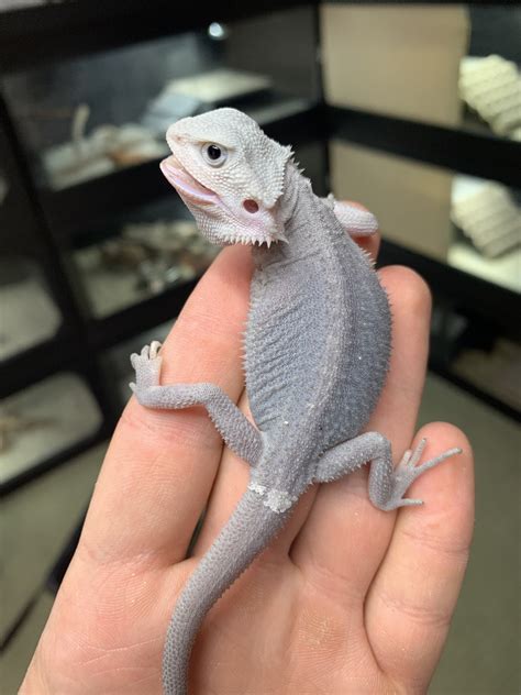 Zero Bearded Dragon Traits Morphpedia
