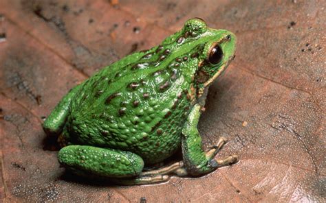 Cute Frog With Bumpy Green Skin Wallpaper Wallpapersok