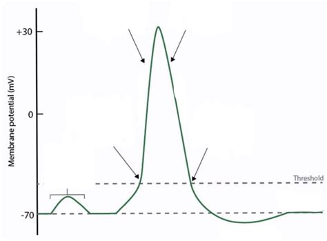 Membrane Potential Diagram Quizlet