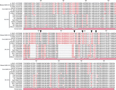 Sequence Alignment Of Cov S Protein Rbd The Rbd Of S Protein From F46 Download Scientific