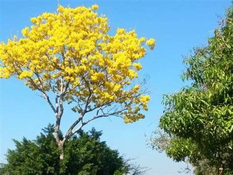 El Árbol Del Palo Blanco Camino A Reu Guatemala Guatemala Bella