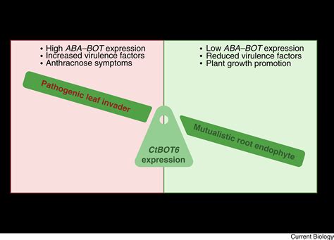 Plantmicrobe Interactions A Transcriptional Switch Governing Fungal