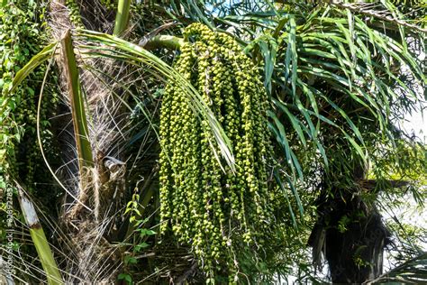 Close Up On A Tree With Small Green Fruits Attached To Strings There