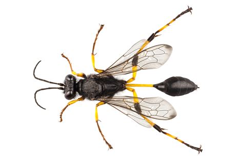 Difference Between Paper Wasps Yellow Jackets And Solitary Wasps Like