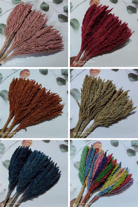 Dried Trigo Wheat Grass Poshup On Carousell