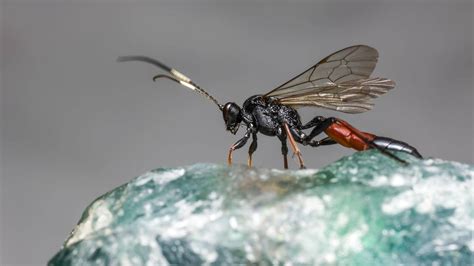 Parasitic Wasps A Complementary Fly Control Avkiu
