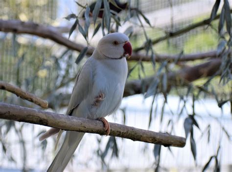 White Indian Ringneck Parrot Price At David Dicken Blog