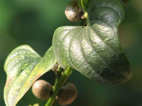 它竟然还有个这么美的名字叫——零余子，受教了！ 知乎