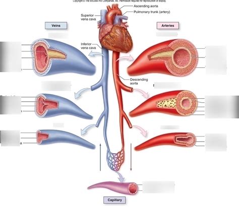 Artery Vein Cross Section Practical Diagram Quizlet