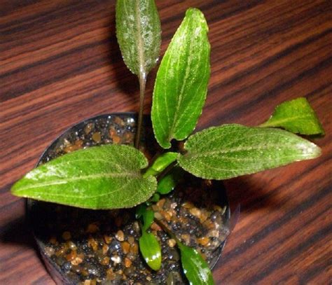КРИПТОКОРИНА БЕЛАЯ (Cryptocoryne alba) » Домашний аквариум