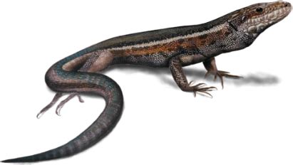 Buenos Vecinos Lagartijas Un Reptil único Inofensivo… Y Muy útil