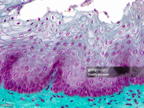 Stratified Squamous Epithelium Slide Labeled