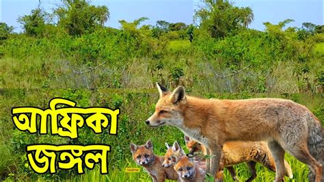 আফ্রিকার আমাজন জঙ্গল Africa Amazon Forest আমাজন জঙ্গল বাংলাদেশে আফ্রিকা জঙ্গল বাংলাদেশে Youtube
