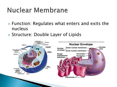 Cell Structure Standard Identify And Describe The Function Of Major