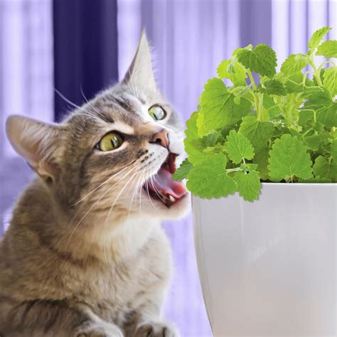 Catnip Plant