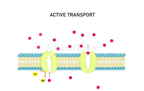 Active Transport Across The Cell Membrane Stock Vector Illustration