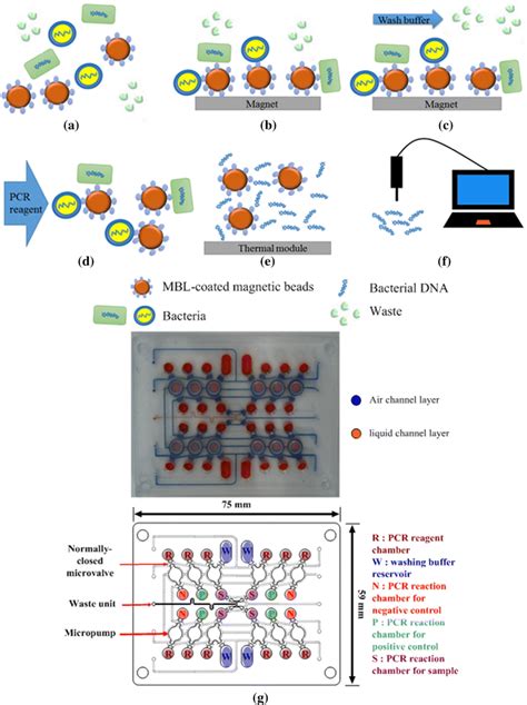 Experimental Procedures Performed On The Integrated Microfluidic Download Scientific Diagram