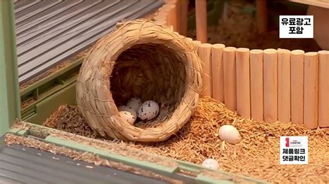 병아리 키우기 육추기 추천 👏 Youtube