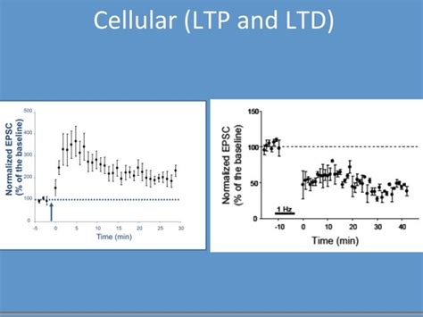 Neuroscience Of Learning Flashcards Quizlet