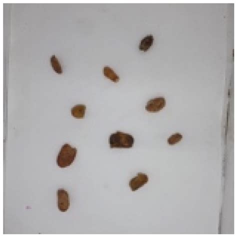 Date Fruit Classification Based On Surface Quality Using Convolutional