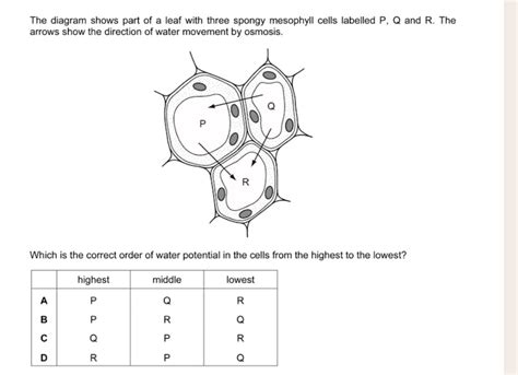 The Diagram Shows Part Of A Leaf With Three Spongy Mesophyll Cells Labell