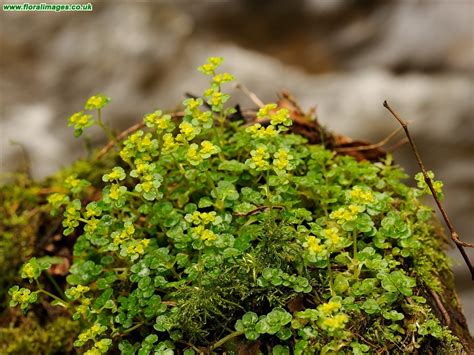 Chrysosplenium Oppositifolium Picture 18 Of 24