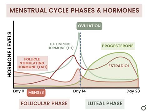 Graph Of Hormones During Cycle Lesson Explainer The Menstrual Cycle