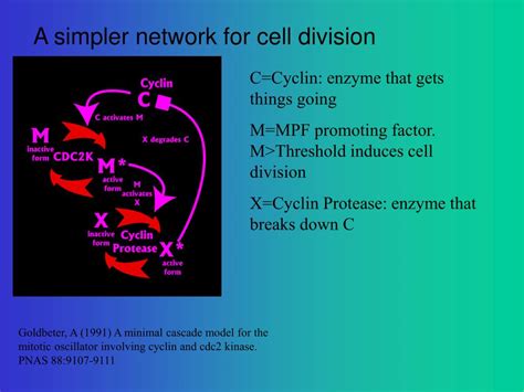 Ppt Cellerator A System For Simulating Biochemical Reaction Networks Powerpoint Presentation