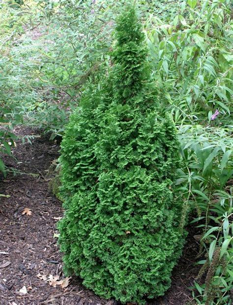 15 Different Arborvitae Types Varieties And Care Idoctj
