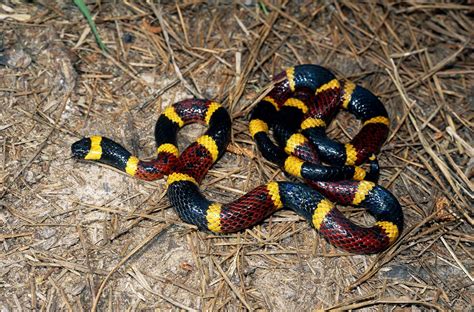 What Kind Of Snake Is This Here S A Texas Guide That Can Help