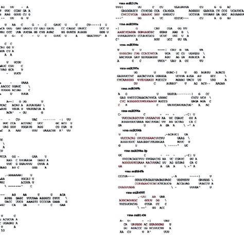 Secondary Structure Stem Loop Of The Cranberry Mirna Precursors With Download Scientific