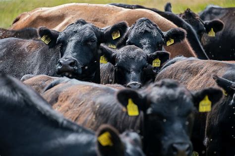 Angus Cows Breed Profile Characteristics And Facts