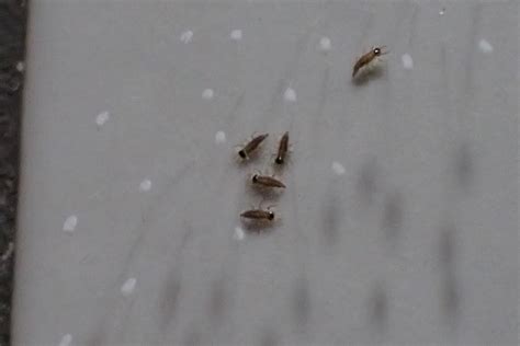 クサカゲロウ 孵化しました 驚きの日々祖師谷公園をめぐる四季