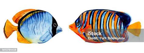 흰색 바탕에 열대어 산호초의 밝은 주민입니다 Pygoplites Diacanthus 물고기 여름 디자인을 위한 수채화 그림