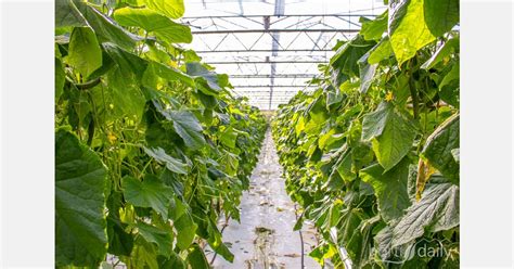 Us Webinar To Explore How To Adapt Cucurbit Crops For Northern Climates