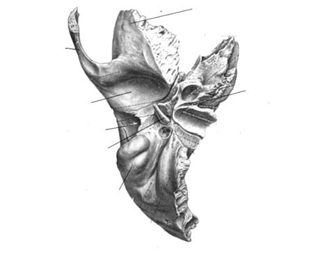 Temporal Inferior Quiz