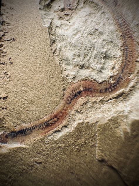 Ultra Rare Early Cambrian Fossil Worm Fossilised Animal