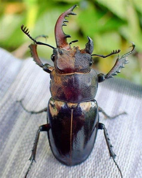 Super Rare Bilateral Gynandromorph Stag Beetle