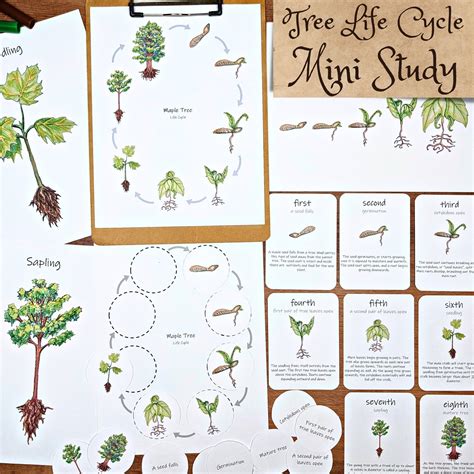Life Cycle Of A Tree Worksheet Worksheet Activity Sheets