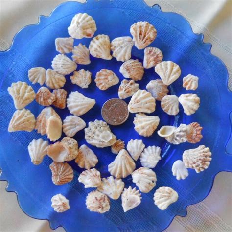 Cats Paw Shell Etsy